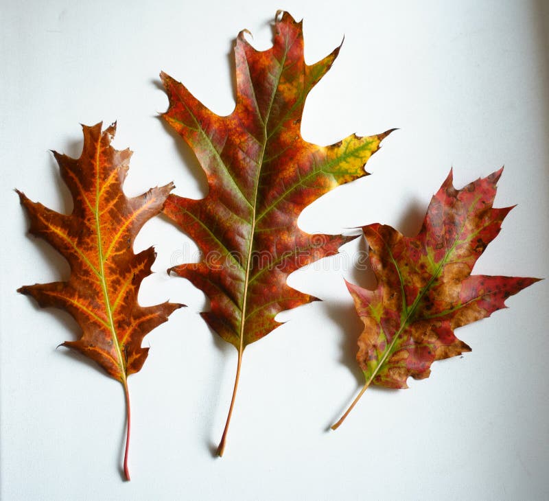 Bright and Colorful Fallen Leaves of Red Oak in October Stock Photo ...