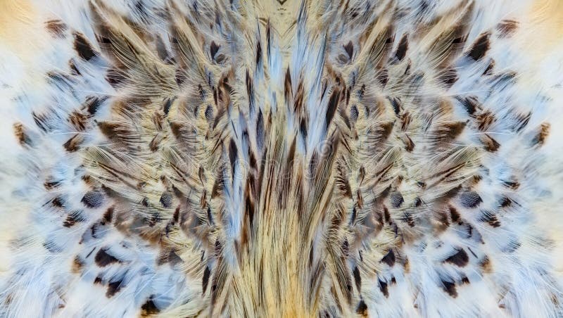 Colorful Feather Group of Some Bird Stock Image - Image of adornment ...