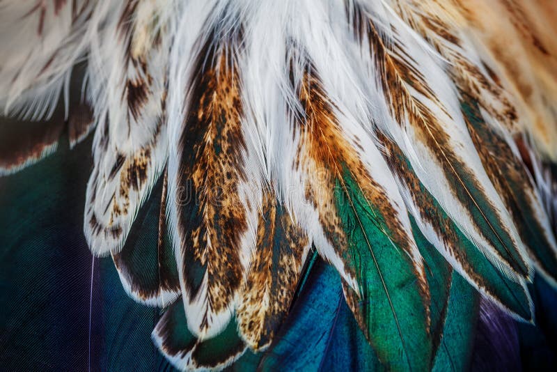 Colorful Feather Group of Some Bird Stock Image - Image of adornment ...