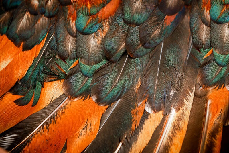 Bright Colorful Feathers of Some Bird Stock Image - Image of decor ...