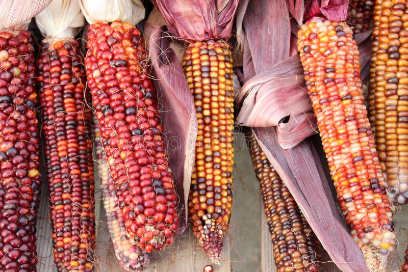 Bright and Colorful Indian Corn Stock Image - Image of corn, adornment ...