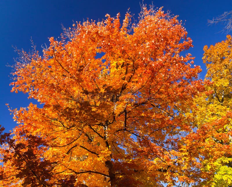 Bright Colorful Leaves on a Fall Tree Stock Photo - Image of hike ...