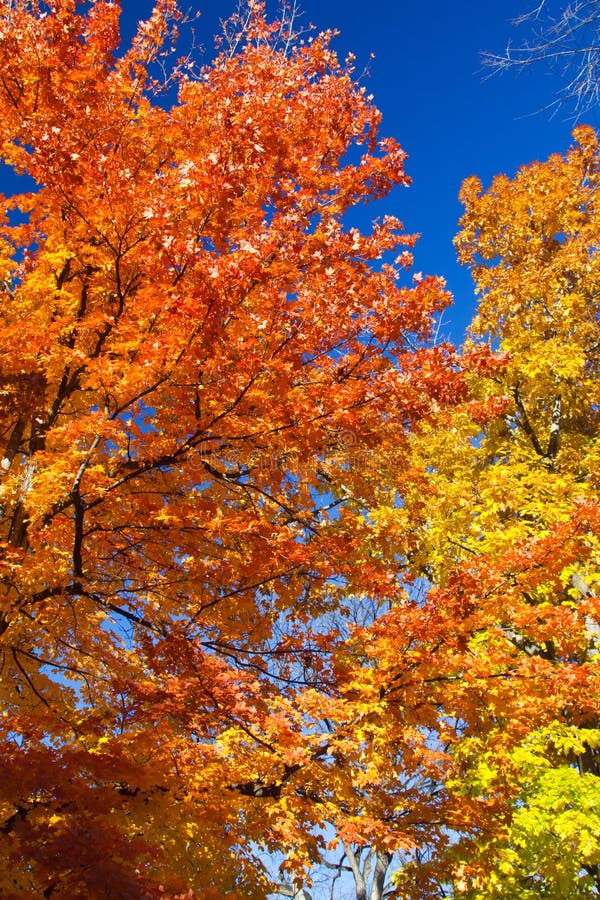 Bright,Beautiful Fall Foliage Stock Image - Image of brush, nature: 1824931