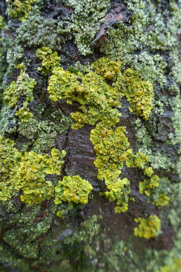 Bright and Colorful Lichens on Tree Bark Stock Image - Image of pattern ...