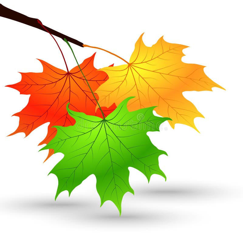 Bright Colorful Maple Leaves on the Branch Stock Vector - Illustration ...