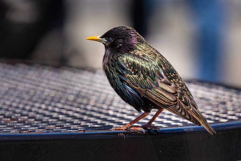 A Bright and Colorful Starling Stock Image - Image of beak, nature ...