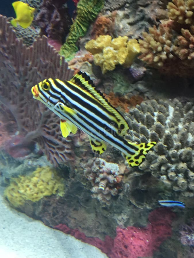 Unique tropical fish stock image. Image of unique, bright - 131229745