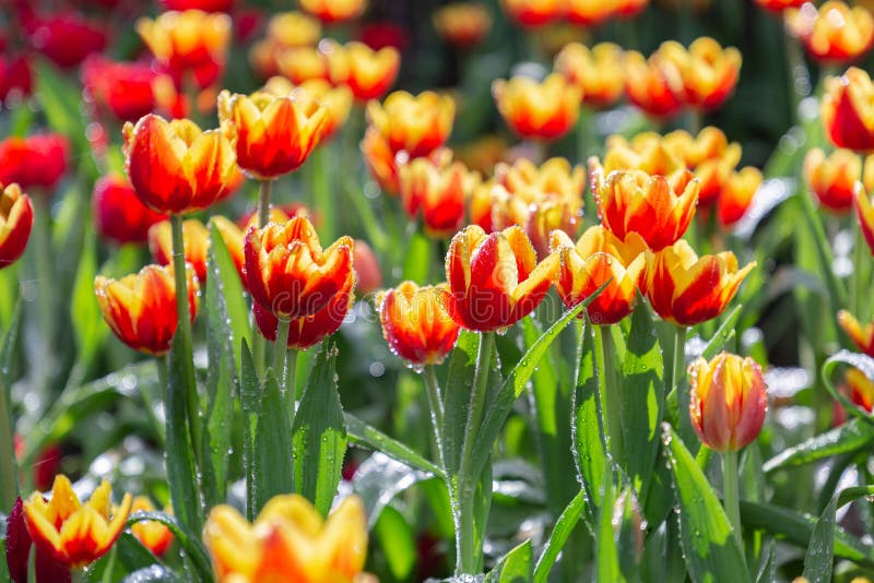 Bright Colorful Tulips on a Windy Spring Day Stock Image - Image of ...