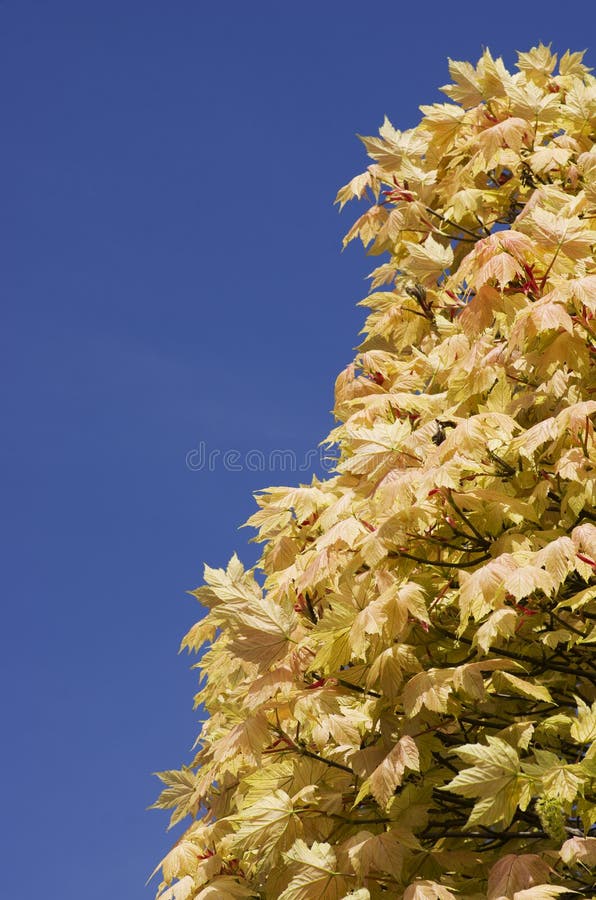 Bright Colorful Yellow Fall Tree Leaves on Blue Sky Background Stock ...