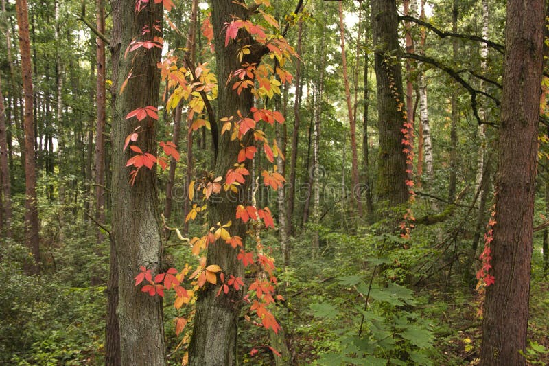 Bright Colors of Autumn are on the Trees Stock Photo - Image of purity ...