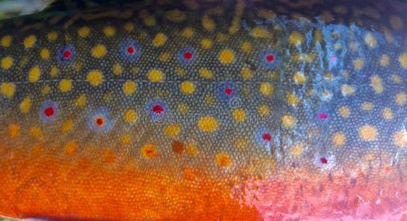 Smallmouth Bass stock photo. Image of fishing, sport, swains - 177892