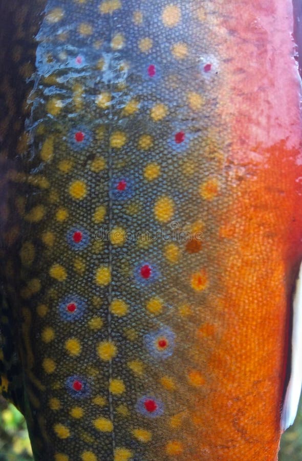 Bright Colors of a Brook Trout Stock Photo - Image of line, halos ...