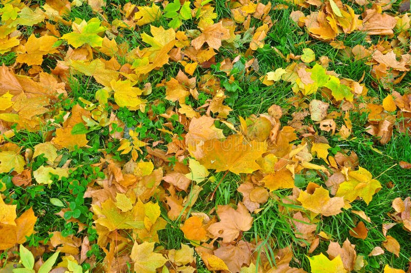 October Foliage Background of Colors Stock Image - Image of organic ...