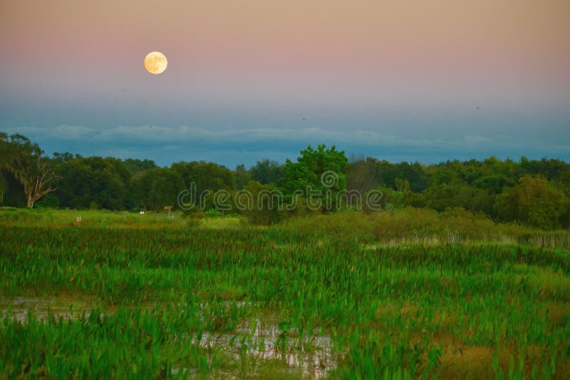 Bright Colors of Wet Marsh with Moon Rising Stock Photo - Image of ...