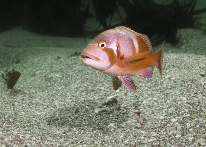 128 Fish Facing Camera Stock Photos - Free & Royalty-Free Stock Photos ...