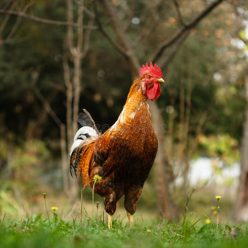 Bright coloured rooster stock photo. Image of scene, rooster - 28223702