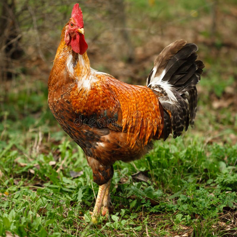 Roosters stock image. Image of colorfull, cluck, chicken - 811493