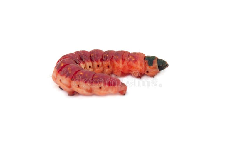 Bright Colourful Caterpillar on a White Background Stock Photo - Image ...