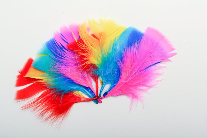 Bright and Colourful Feathers Arranged on a White Background Stock ...