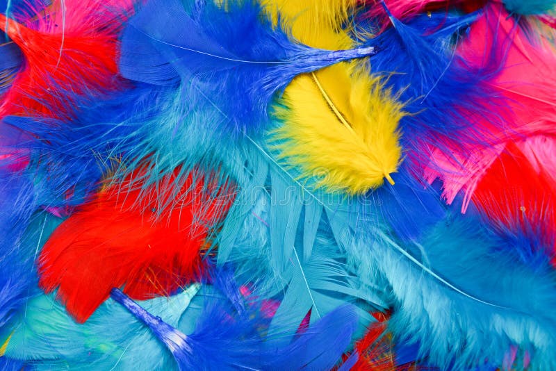 Bright and Colourful Feathers Arranged on a White Background Stock ...
