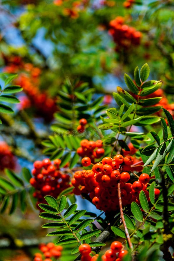 Bright Colourful Red Berries on a Tree Stock Image - Image of surrey ...