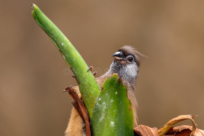 Bright Colourful Small Bird Stock Photo - Image of exotic, closeup ...