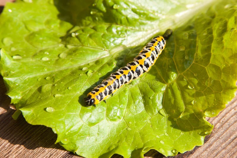 Bright colourful worm stock photo. Image of muzzle, creature - 58929484
