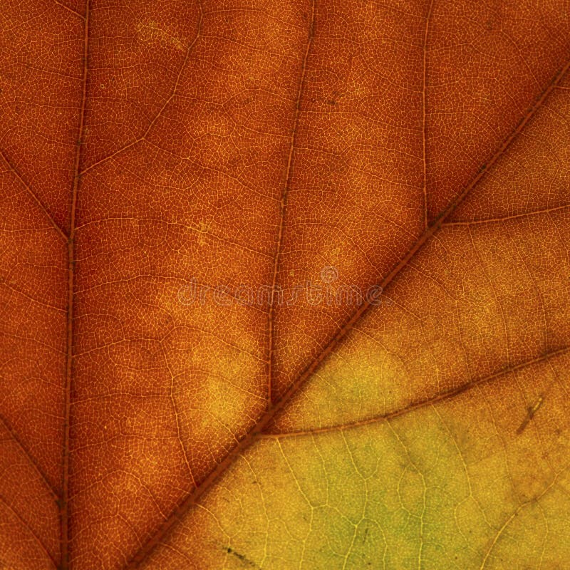 Bright Colours Autumn Maple Leaf Macro Stock Image - Image of maple ...