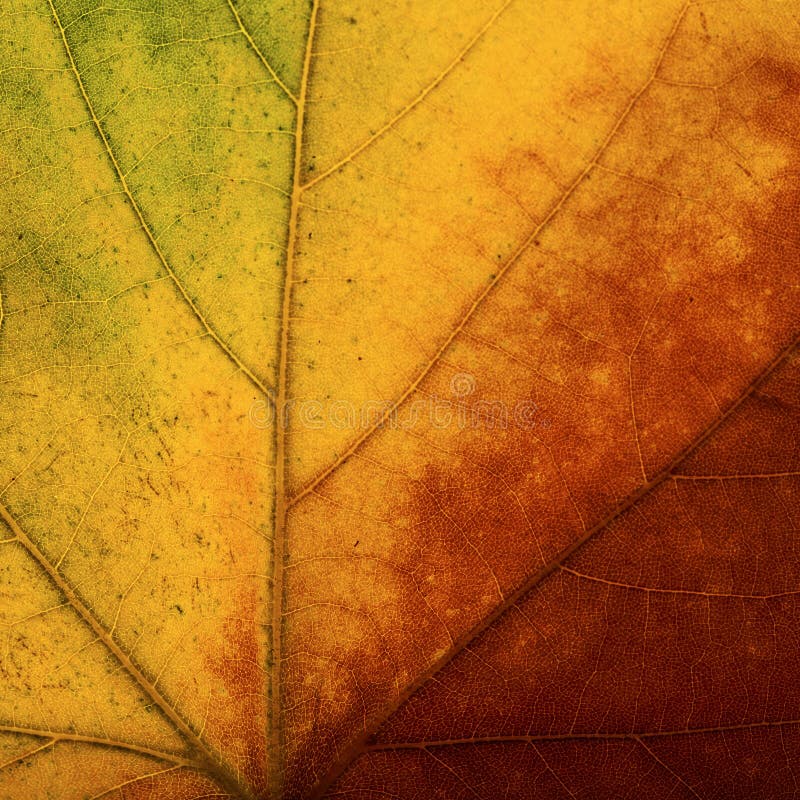 Bright Colours Autumn Maple Leaf Macro Stock Photo - Image of fall ...