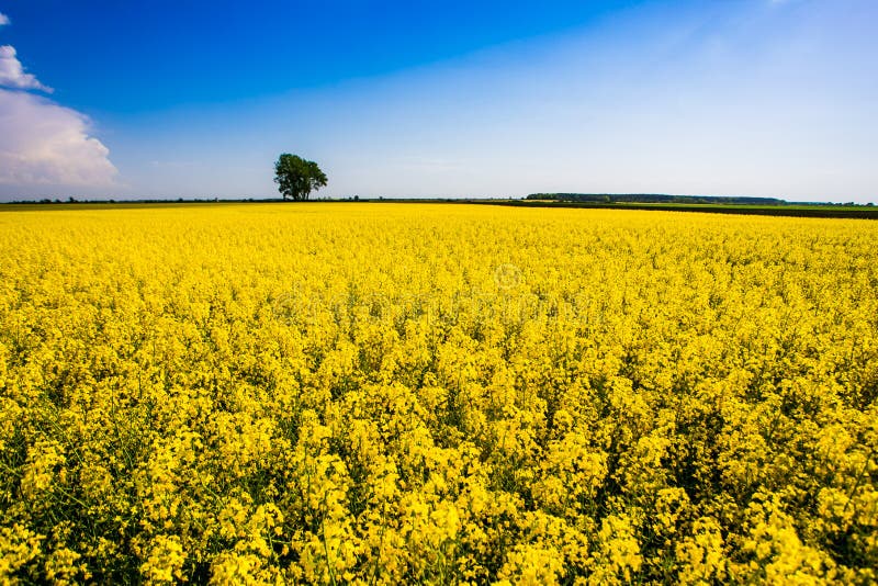 Bright Colza Field on Sunny Day. Farming Concept Stock Photo - Image of ...