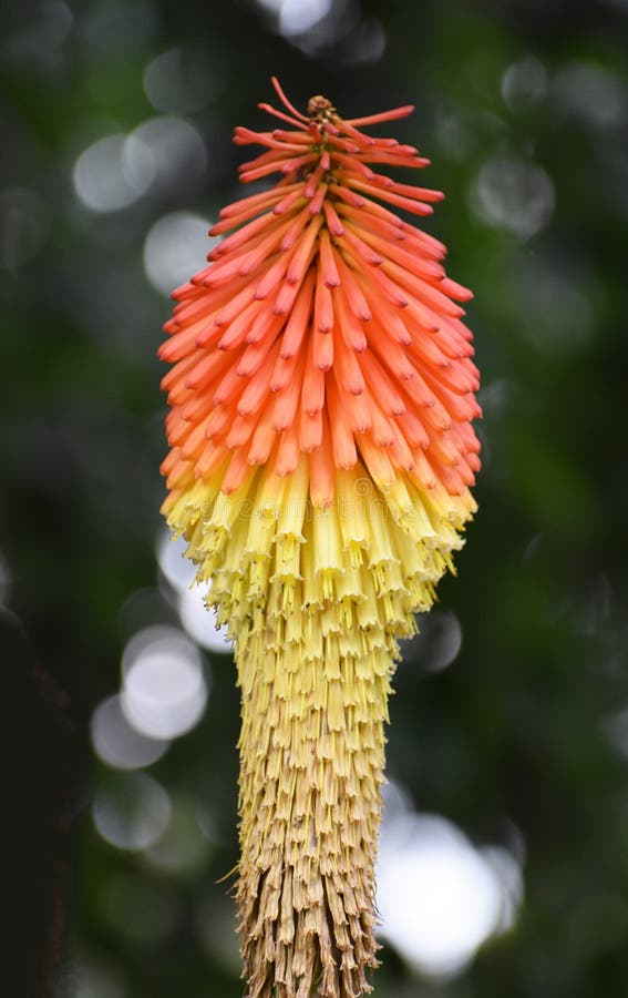 Bright Cone Flowers stock image. Image of purple, summer - 79369115