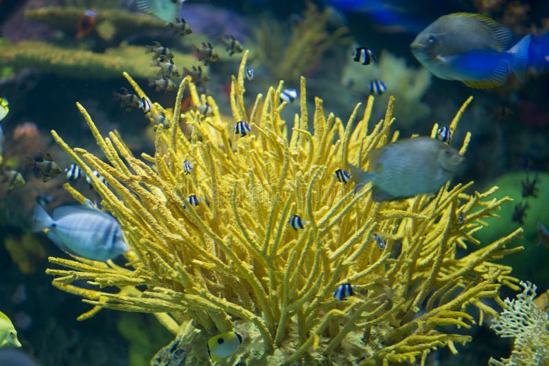 Bright Yellow Coral with Fish Swimming Stock Photo - Image of striped ...