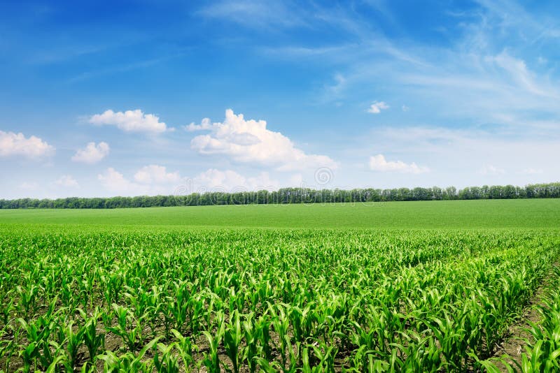 Bright Corn Field and Blue Sky Stock Image - Image of beautiful ...