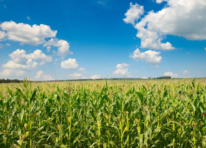 Bright Corn Field with Ripe Ears Corn and Blue Sky Stock Photo - Image ...