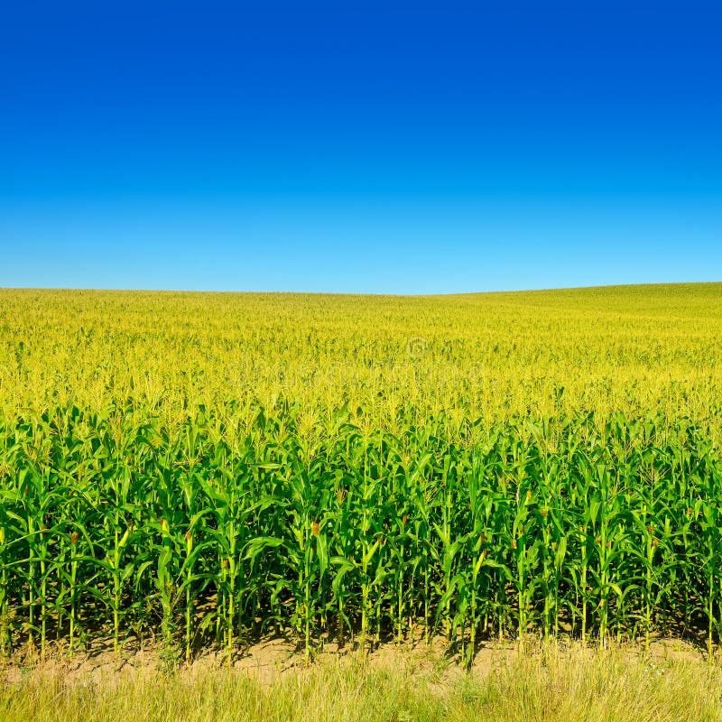 Bright Corn Field with Ripe Ears Corn Stock Image - Image of ...
