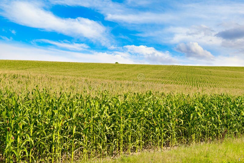 Corn Field with Ripe Ears Corn and Blue Sky Stock Image - Image of ...