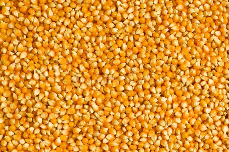 Corn kernels stock image. Image of cereal, grain, nature - 27161449