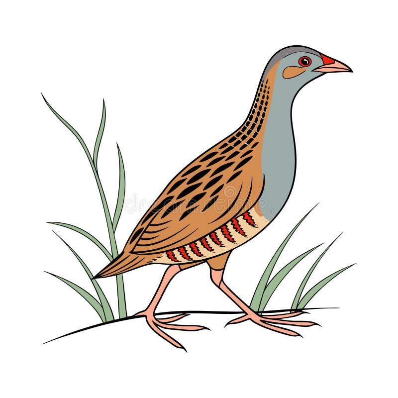 Bright Corncrake Bird Artwork Stock Illustration - Illustration of ...