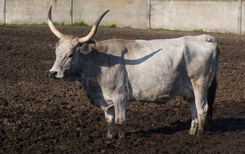 Bright cow on the farm stock image. Image of famous - 143326293