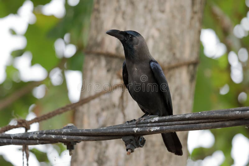 Bright crow in Sri Lanka stock photo. Image of asia - 103729432