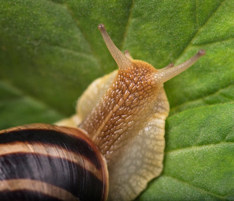 Bright cute snail stock photo. Image of movement, insect - 90854732