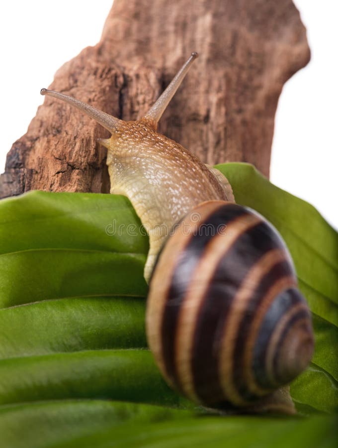 Bright cute snail stock photo. Image of movement, insect - 90854732
