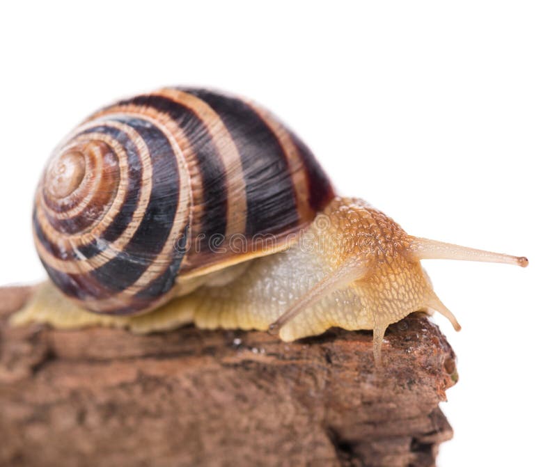 Bright cute snail stock image. Image of season, movement - 130450913