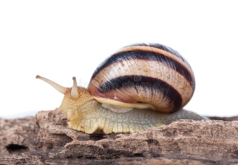 Bright cute snail stock photo. Image of movement, insect - 90854732