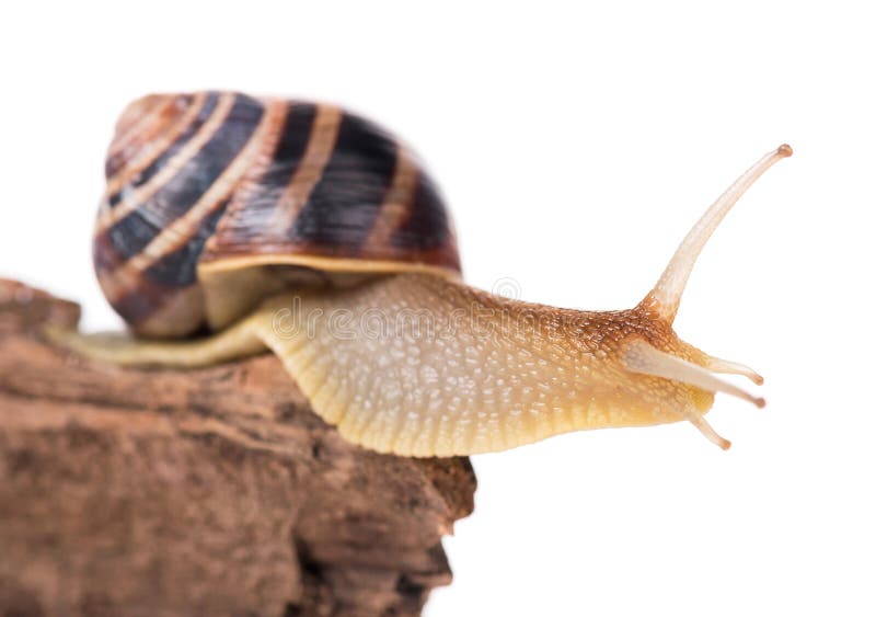Bright cute snail stock photo. Image of movement, insect - 90854732