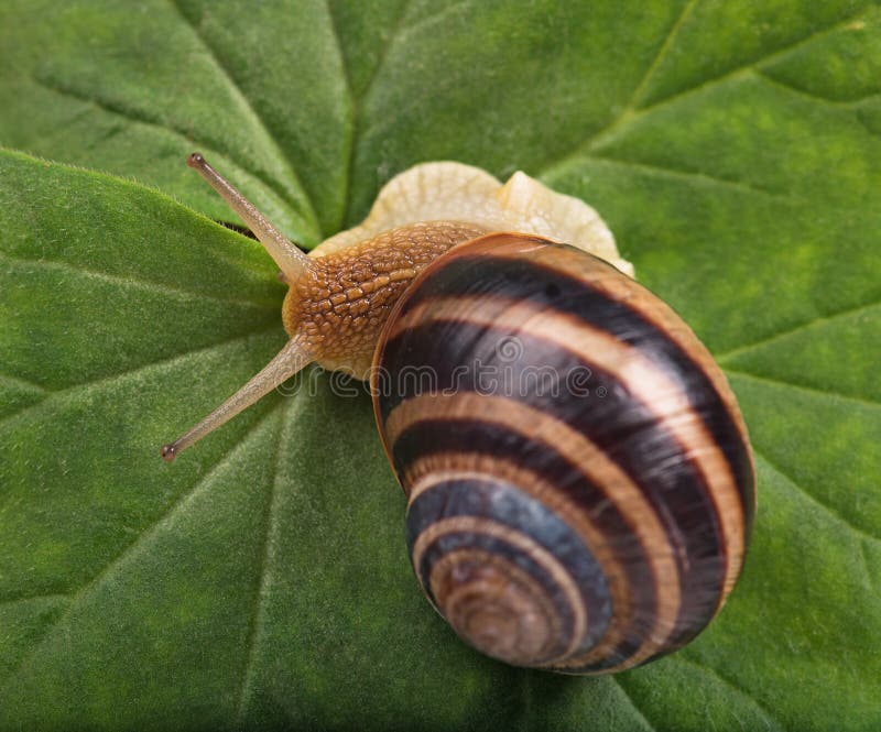 Bright cute snail stock photo. Image of movement, insect - 90854732