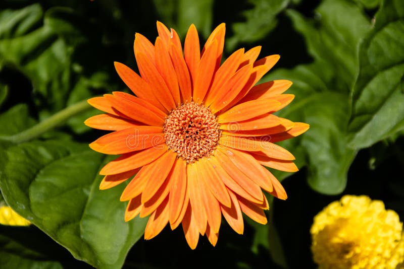 Bright daisy stock image. Image of nature, yellow, daisy - 162447141