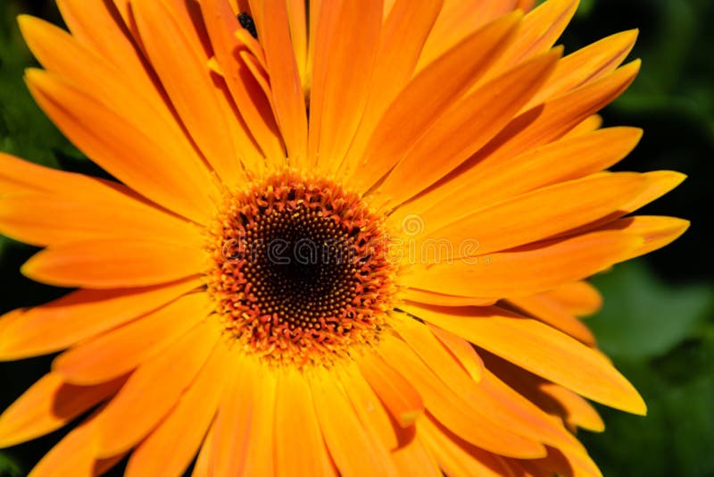 Bright daisy stock photo. Image of flower, flora, yellow - 162447216