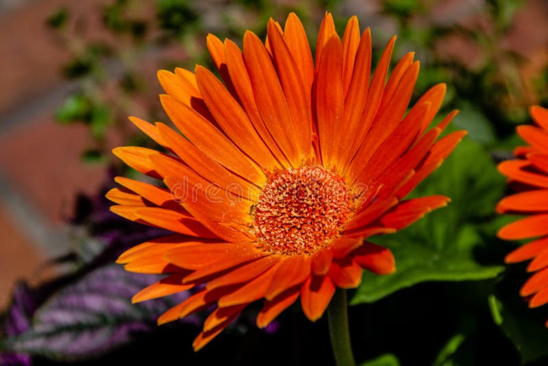 Bright daisy stock photo. Image of botany, green, flora - 162447372