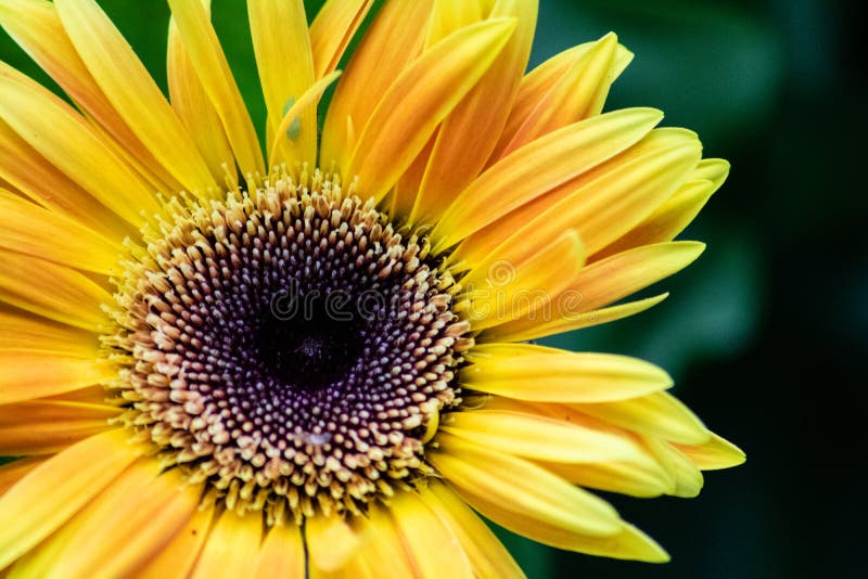 Bright daisy stock photo. Image of flora, daisy, garden - 162535766